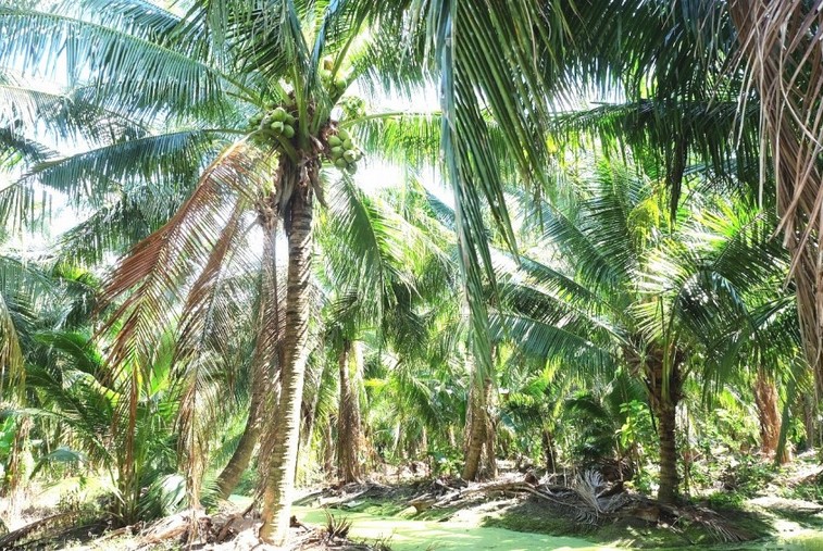 CocoFresh_2 – Thai Finest – Export Thai