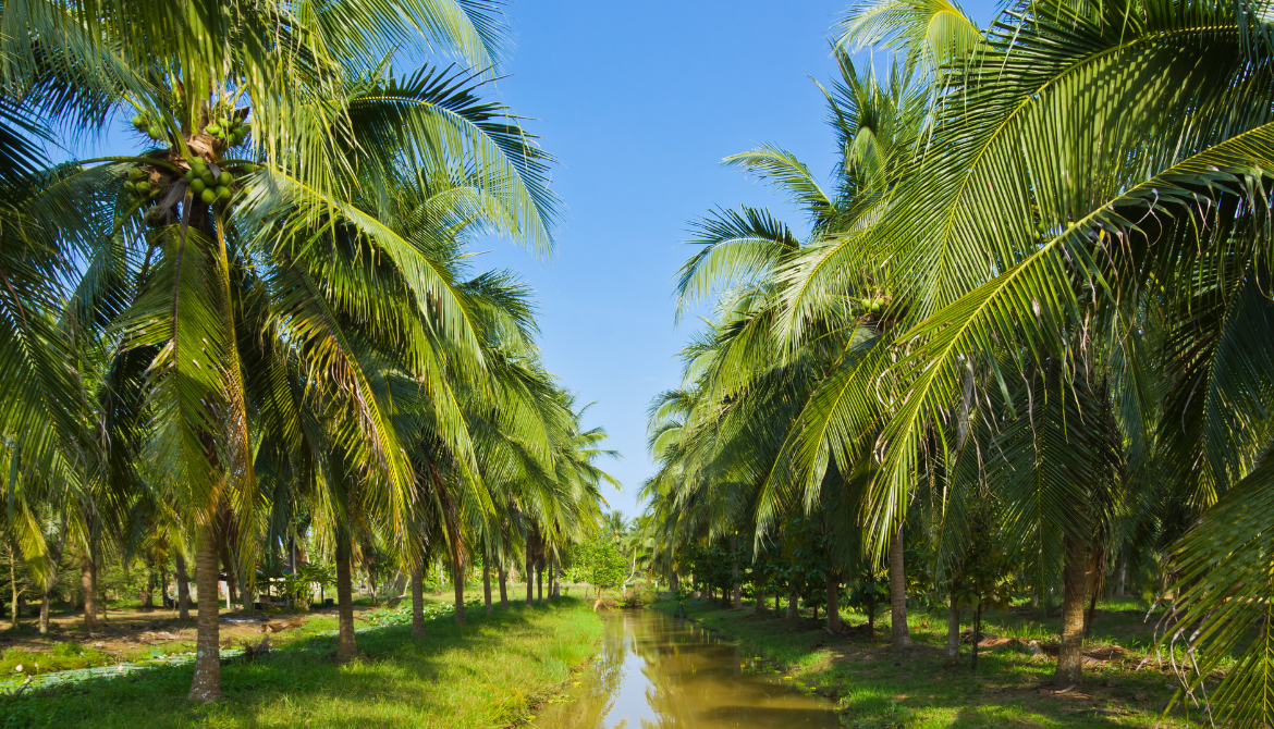 coconut 1170×670 #1 Farm – Thai Finest – Export Thai